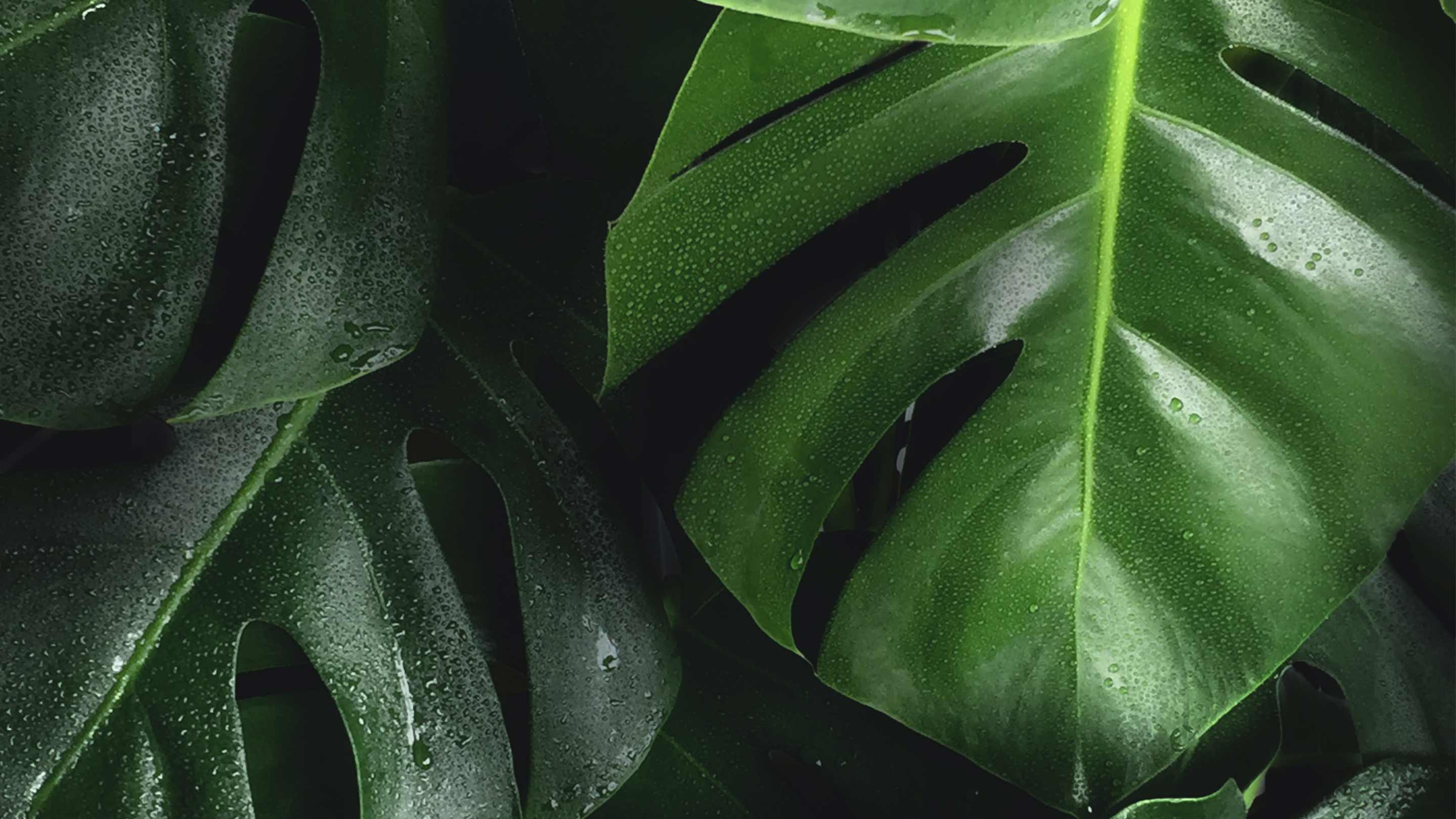 Healthy food & drinks – The Vegetal Lab Experience