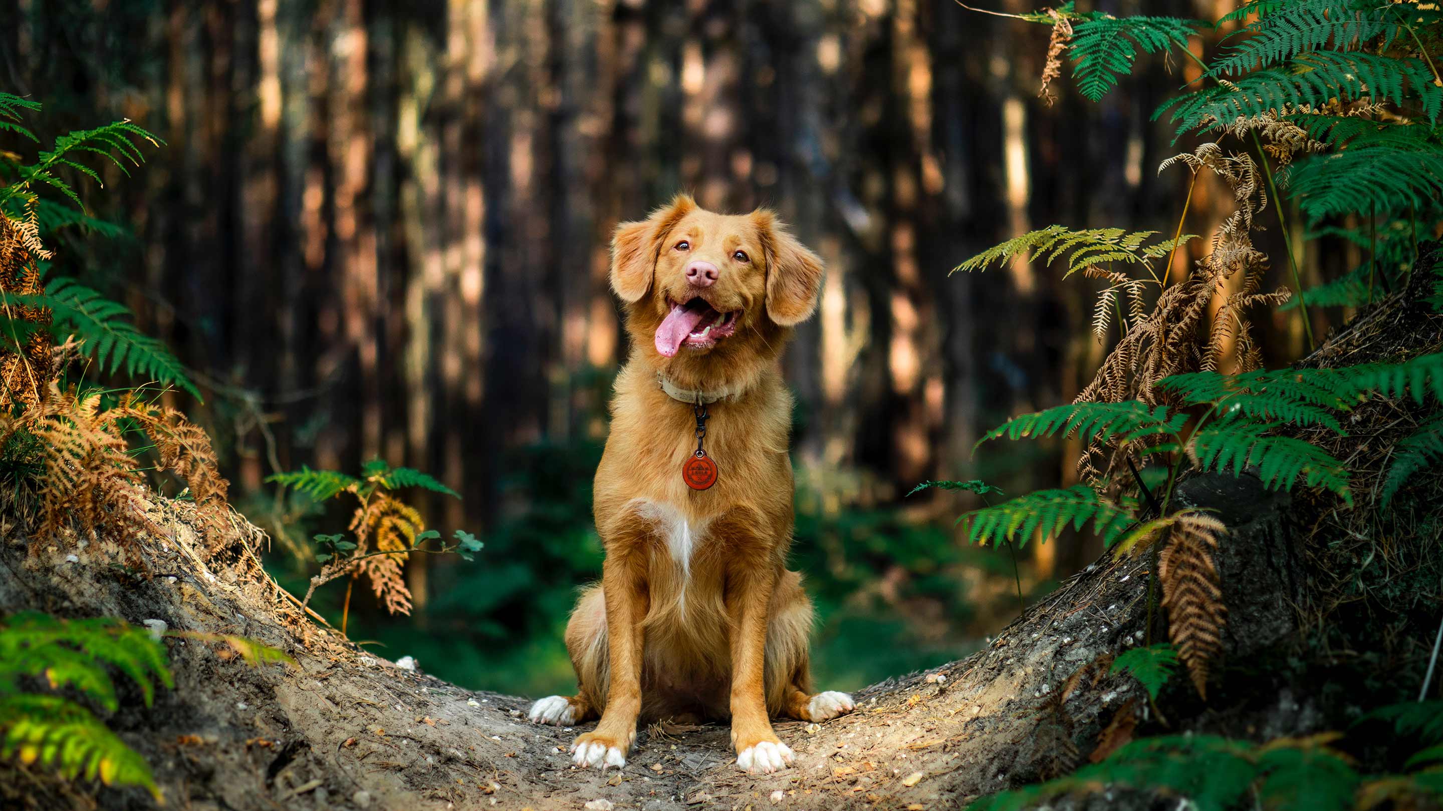 Produits naturels pour chiens et chats - The Vegetal Lab Experience